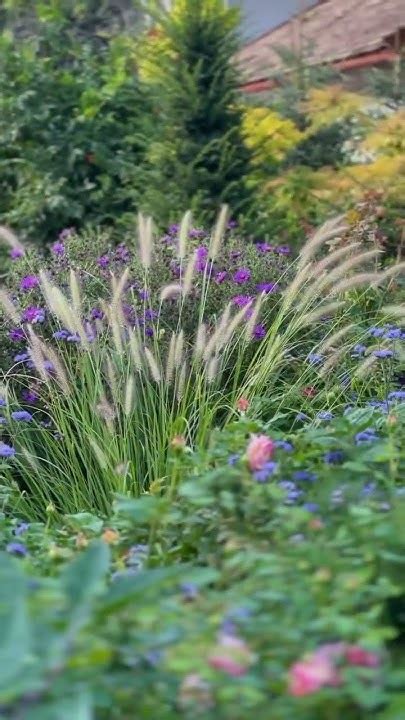 დილა მშვიდობისა Youtube