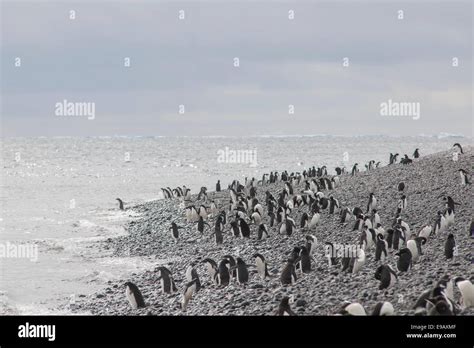 Adélie Penguins Pygoscelis Adeliae Colony Paulet Island Antarctic