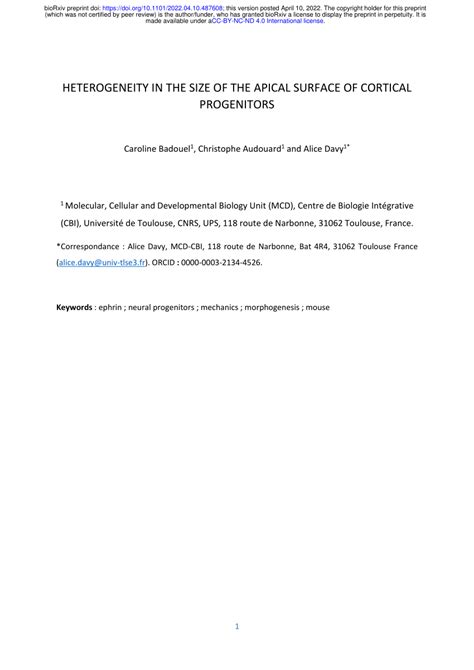 Pdf Heterogeneity In The Size Of The Apical Surface Of Cortical