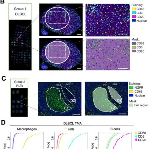 Digital Spatial Profiling DSP Illuminates Consistent Profiles From Download Scientific