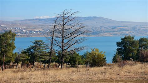 რატომ ხმებიან ხეები
