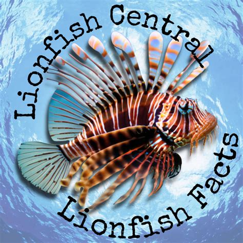 How Often Do Lionfish Reproduce
