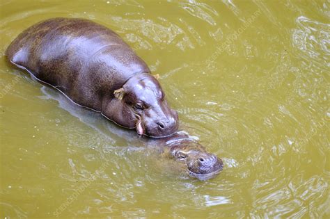 Pygmy Hippos Mating In Water Stock Image C Science Photo Library