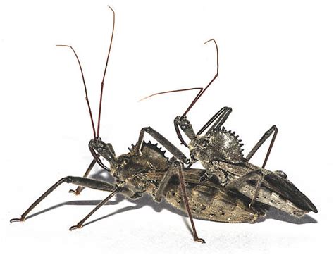 Wheel Bugs Mating Arilus Cristatus Bugguide Net
