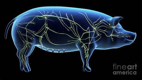 Pig Lymphatic System 9 By Science Photo Library