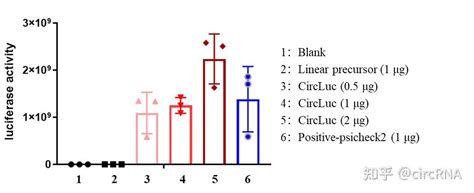 不容错过！人工制备环状rna的策略 知乎