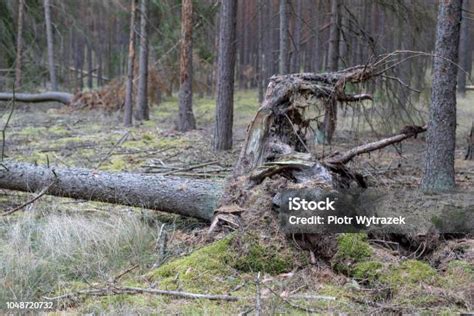 나무의 젊고 아름 다운 여자를 부 러 손상 숲에 강한 바람에 의해 수행입니다 가 계절입니다 0명에 대한 스톡 사진 및 기타 이미지 Istock