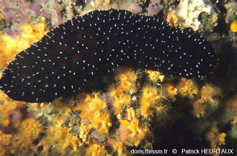 Holothuria Panningothuria Forskali Doris
