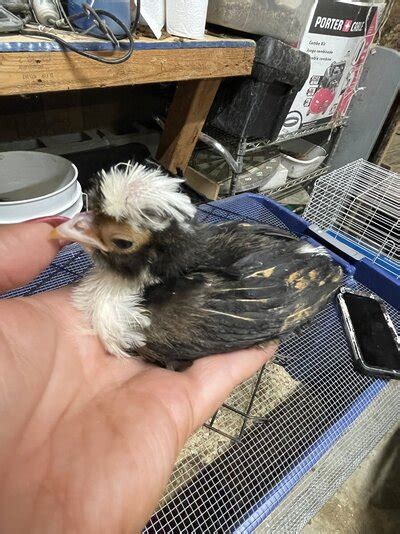 Sexing Polish Chicks Backyard Chickens Learn How To Raise Chickens