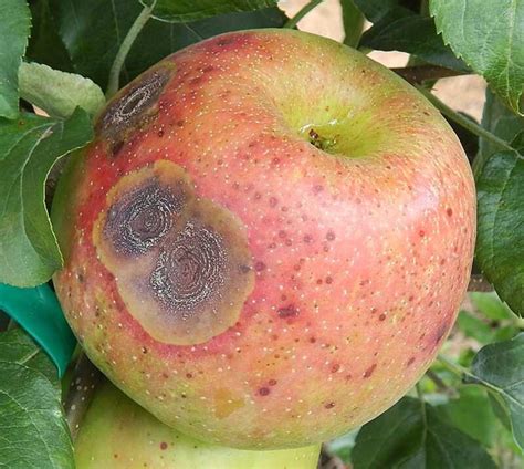 Apple Tree Diseases