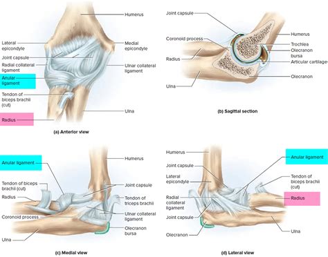Olecranon Fracture Causes Symptoms Diagnosis Treatment And Prognosis