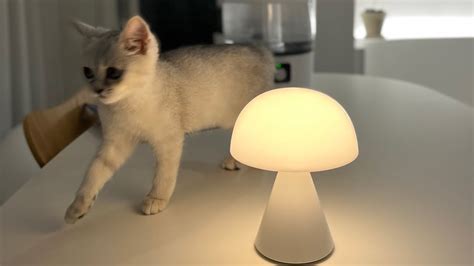 아기 고양이 귀여움 모먼트 심쿵 주의 Youtube