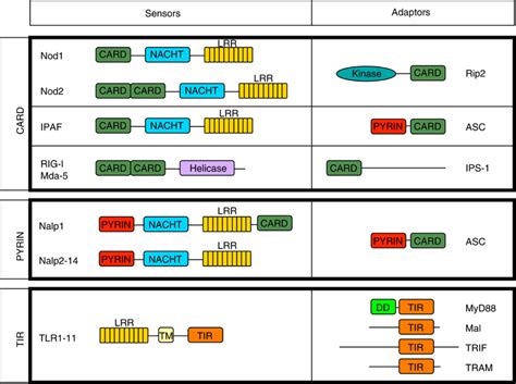 Schematic Representation Of The Innate Immune Sensors And Adaptors Download Scientific Diagram