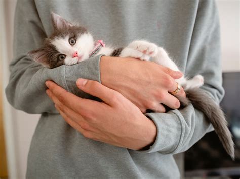 How To Get A Kitten To Stop Crying Most Common Causes Most Effective Solutions The Pet Town
