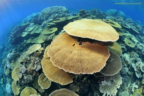 Mushroom Scuba Diving Photography Ocean Photos Ocean Video