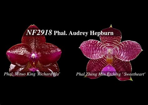 Phal Audrey Hepburn Mituo King Richard Ho X Zheng Min Etching