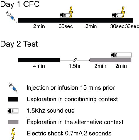 6 Contextual Fear Conditioning Protocol Download Scientific Diagram