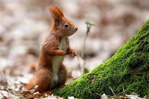 Premium Photo Red Squirrel In The Forest