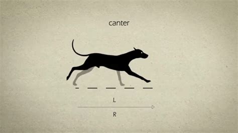 Dog Animation Canter Dog Animation Animation Sketches Animated Drawings