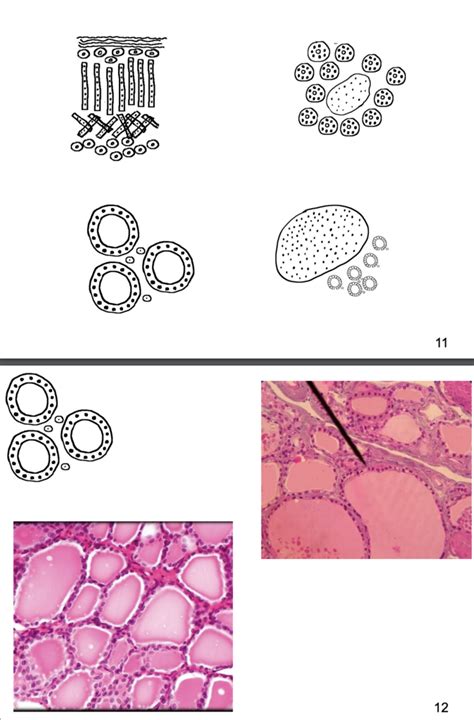Endocrine Lab Part Pg Diagram Quizlet