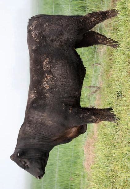 Devanah Angus Bull Sale 2023 By Angus Australia Issuu