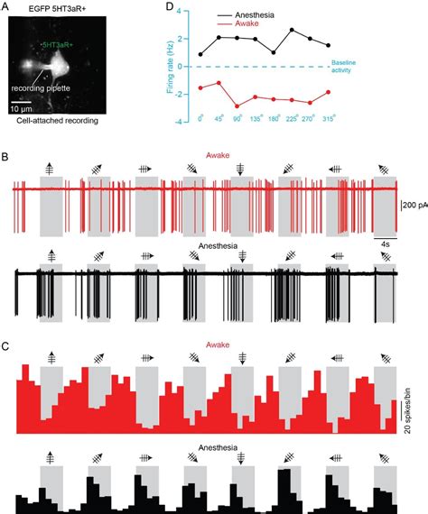 Figure 19 From Functional Mapping Of Primary Visual Cortex In Awake Mice Semantic Scholar