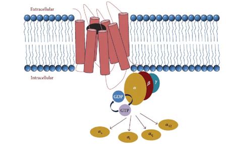 A Schematic Representation Of G Protein Coupled Receptor Gpcr And Its