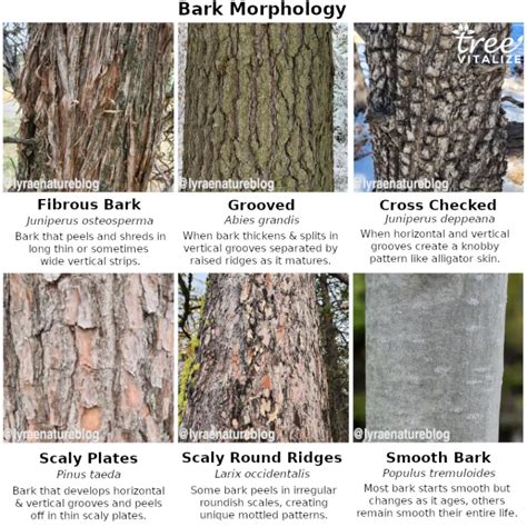 17 Different Types Of Cedar Trees And Their Identifying Features 17 Different Types Of Cedar Trees And Their Identifying Features