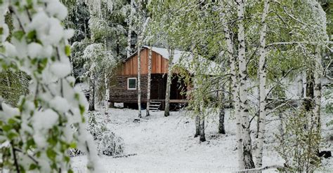 감기 겨울 겨울 장면 겨울철의 격리 경치 고요한 광야 그림 같은 나무 껍질 나뭇가지 나뭇잎 녹색 눈 눈 내리는 눈 덮인 눈 덮인 풍경 눈덮힌