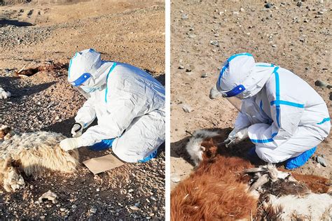 Боом өвчний тандалт шинжилгээ хийлээ ЗӨСҮТ