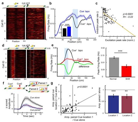 Cue Presentation Leads To Suppression Of Diverse Types Of Dg Responses Download Scientific
