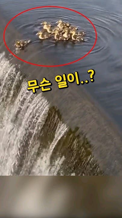 위기에 빠진 오리 가족 Youtube