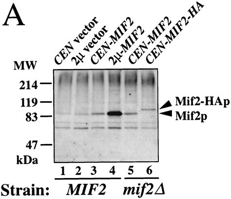 Budding Yeast Centromere Composition And Assembly As Revealed By In