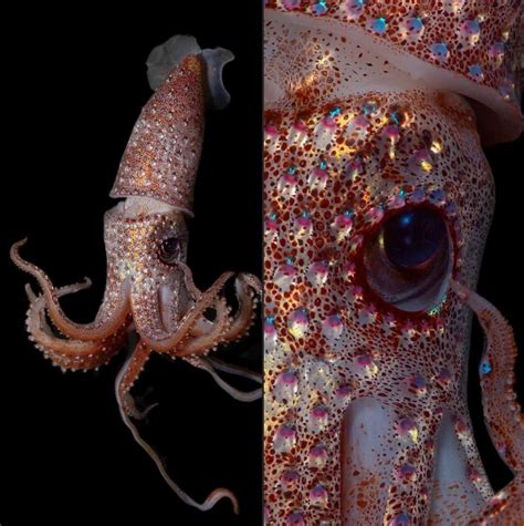 Hashem Al Ghaili Noaa Scientists Find Metallic Strawberry Squid In