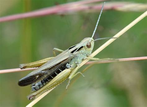 Glorious Grasshoppers Buglife
