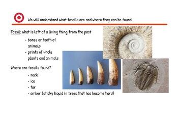 Fossils Presentation By LovingLearningin Th Teachers Pay Teachers