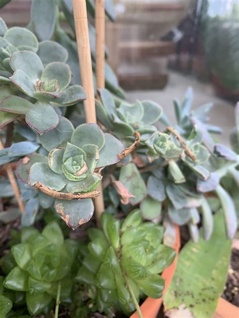 These Stick Like Bugs Caterpillars Munching On My Succulents About