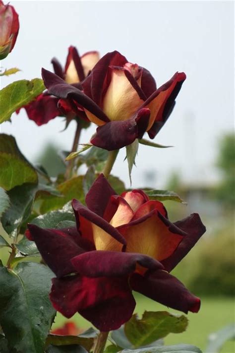 Роза Эдди Митчелл Фото И Описание – Telegraph