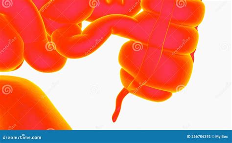 Large Intestine Appendix Anatomy For Medical Concept 3d Rendering Stock