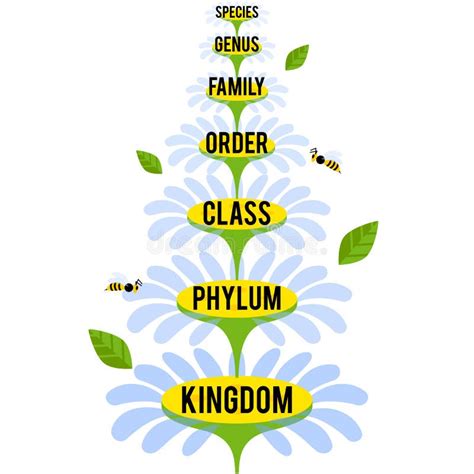 Plant Classification System