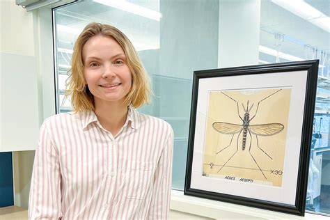 Tool Combats Mosquito Borne Diseases U Of T Research Mirage News