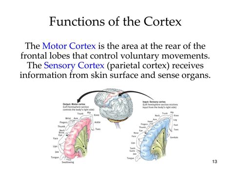 PPT Older Brain Structures PowerPoint Presentation Free Download ID