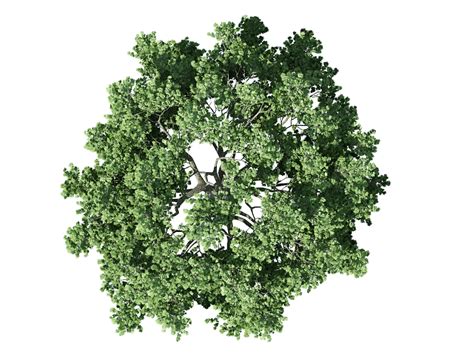 c 226 y photoshop thể hiện đ a photoshop Trees top view Tree