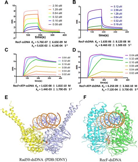 model of recf with dsdna bli analysis of a tterecf and c tterecf atp