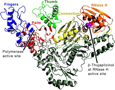 Structure Of Hiv 1 Reverse Transcriptase With The Inhibitor β