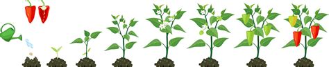 Life Cycle Of Pepper Plant Stages Of Pepper Growth From Seed And Sprout