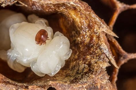 How To Treat Varroa Mites In Bees Beekeeping Learning Center Dadant And Sons 1863