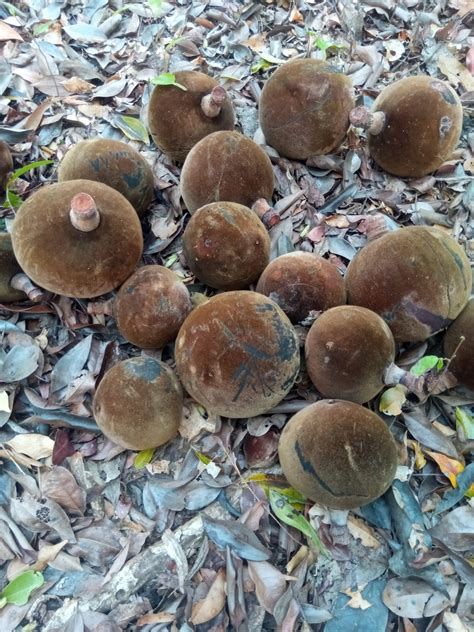 Grey Baobab In November 2022 By Erickrak · Inaturalist