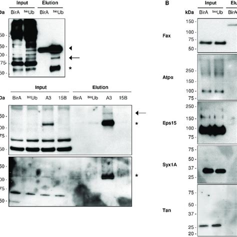 Western Blot Validation Of Identified Ubiquitin Conjugates And Ubiqutin