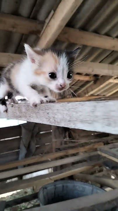 котенятко Youtube